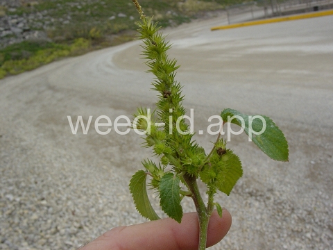 copperleaf, hophornbeam