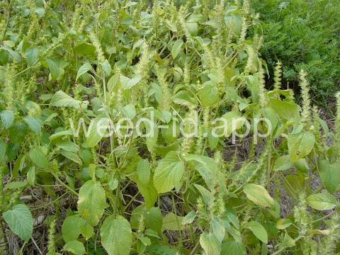 copperleaf, hophornbeam