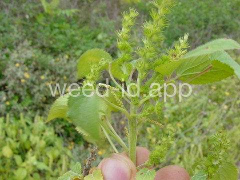 copperleaf, hophornbeam