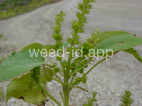 copperleaf, hophornbeam