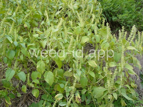 copperleaf, hophornbeam